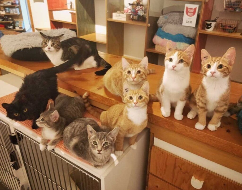 Catfe - Vancouver Cat Cafe - Vancouver Cafe